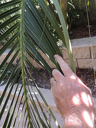 Dypsis heteromorpha - Palms For California