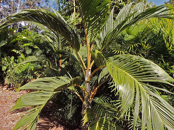 Bentinckia condapanna - Palms For California