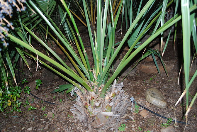 Sabal domingensis - Palms For California