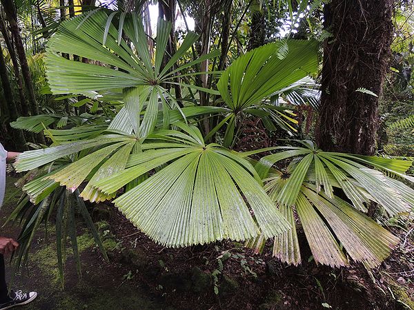 Licuala ramsayi - Palms For California