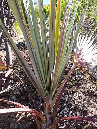 Livistona rigida - Palms For California