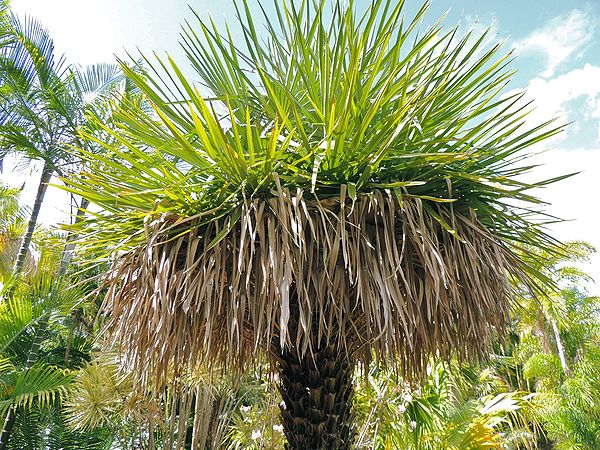 Copernicia prunifera - Palms For California