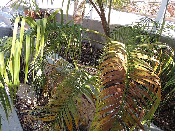 Dypsis heteromorpha - Palms For California