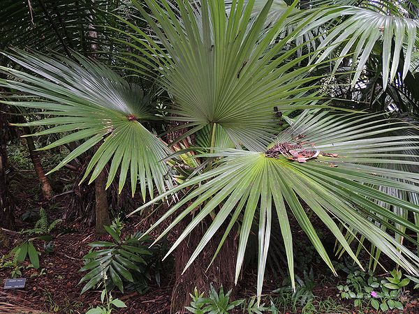Coccothrinax crinita - Palms For California