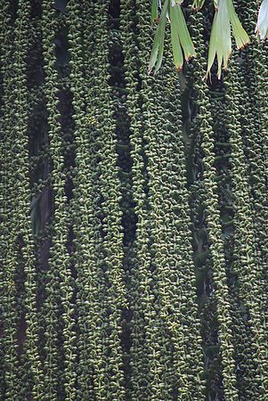 Caryota obtusa - Palms For California