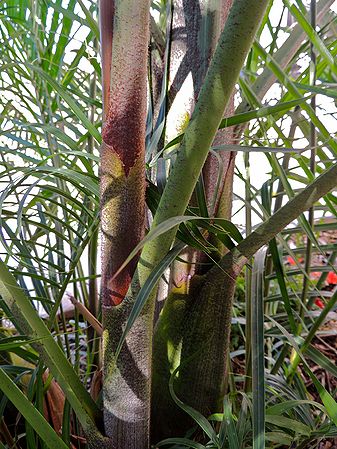 Dypsis heteromorpha - Palms For California
