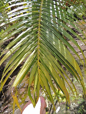 Pinanga philippinensis - Palms For California