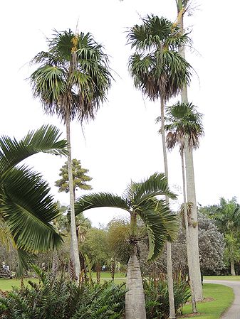 Thrinax radiata - Palms For California