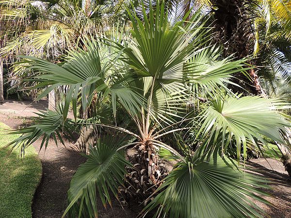 Brahea pimo - Palms For California