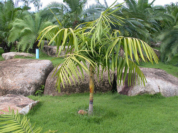 Dypsis rivularis - Palms For California
