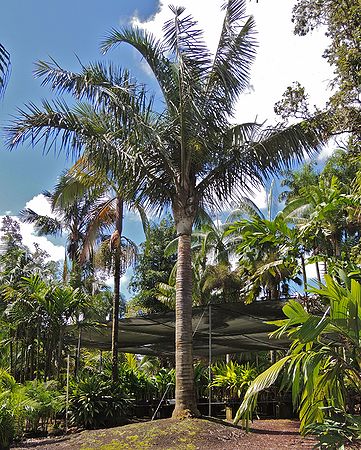 Dypsis robusta - Palms For California
