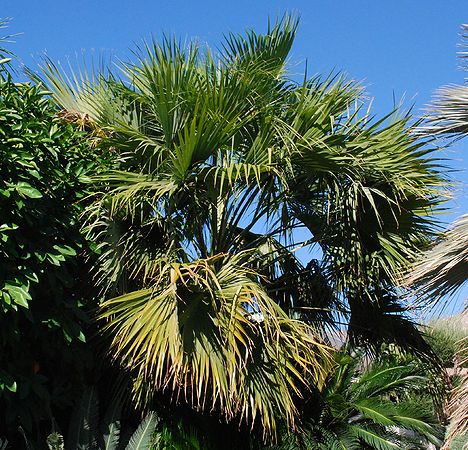 Brahea brandegeei - Palms For California