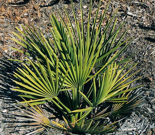 Copernicia fallaensis - Palms For California