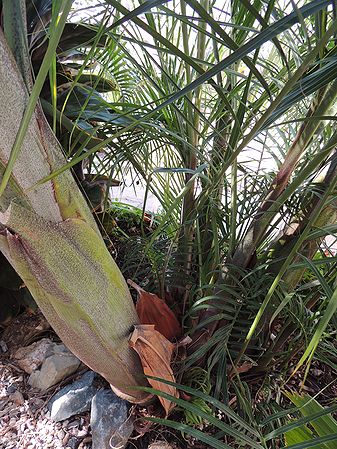 Dypsis heteromorpha - Palms For California