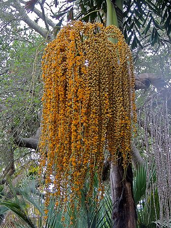 Caryota rumphiana - Palms For California