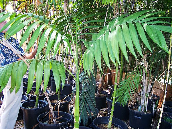 Chamaedorea tepejilote - Palms For California