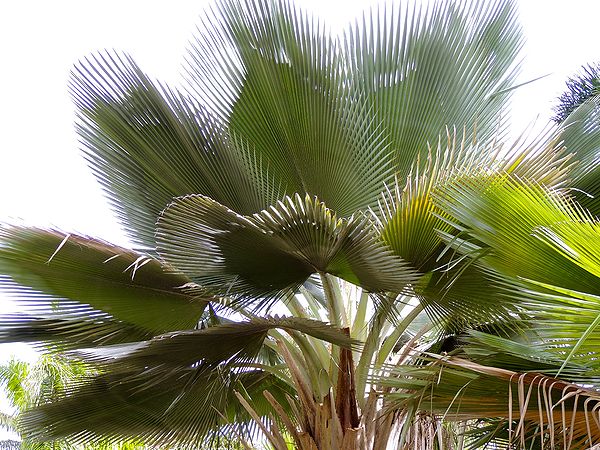 Copernicia fallaensis - Palms For California