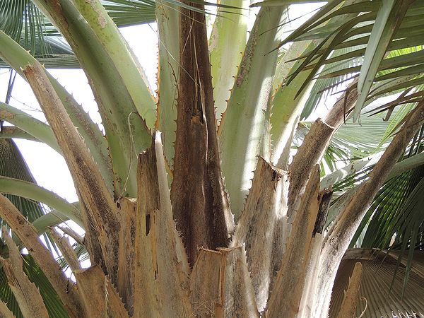 Copernicia fallaensis - Palms For California