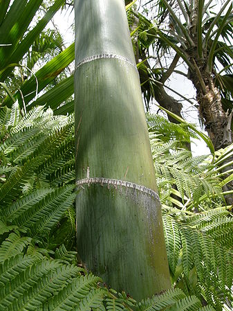 Dypsis pembana - Palms For California