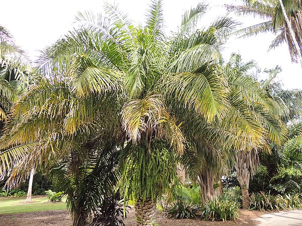 Attalea phalerata - Palms For California