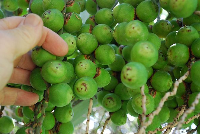 Butia yatay - Palms For California