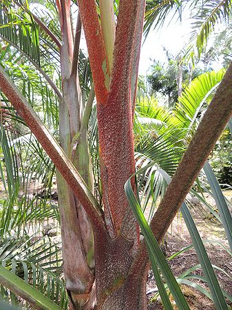 Dypsis heteromorpha - Palms For California
