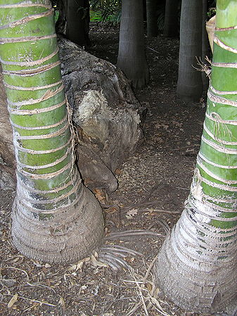 Howea forsteriana - Palms For California