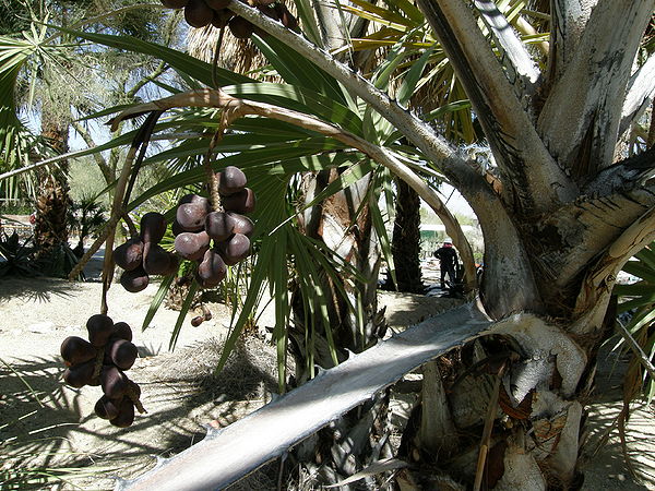 Hyphaene coriacea - Palms For California