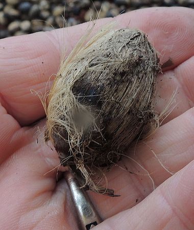 Syagrus botryophora - Palms For California