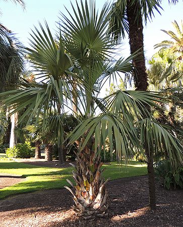 Livistona rigida - Palms For California