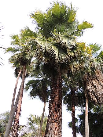 Brahea brandegeei - Palms For California