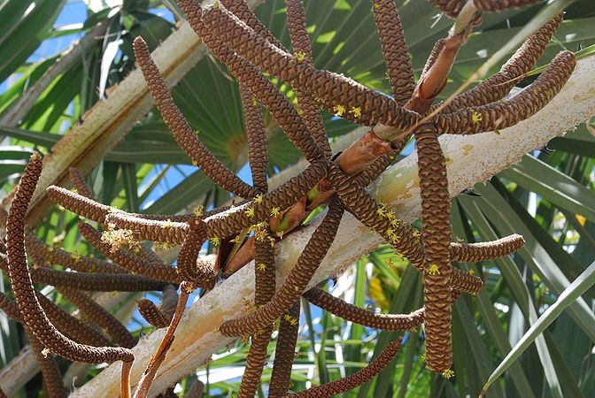 Hyphaene coriacea - Palms For California