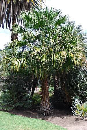 Livistona nitida - Palms For California
