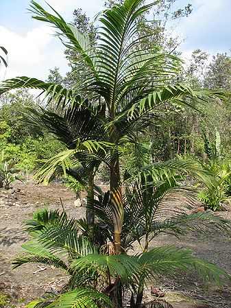Pinanga philippinensis - Palms For California