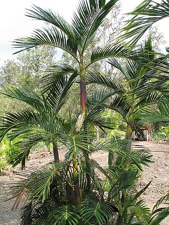 Pinanga philippinensis - Palms For California