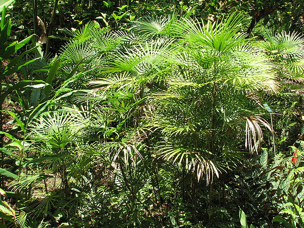 Rhapis multifida - Palms For California