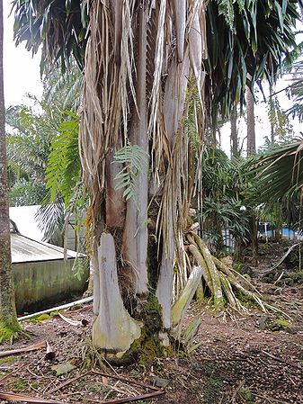 Attalea cohune - Palms For California