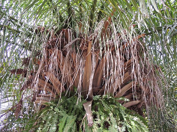 Attalea phalerata - Palms For California