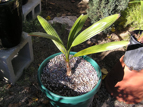 Copernicia alba - Palms For California