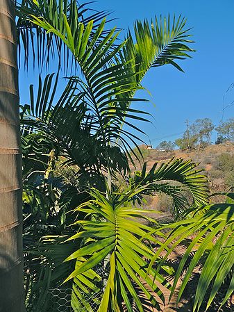 Dypsis pembana - Palms For California