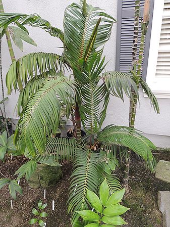 Pinanga philippinensis - Palms For California