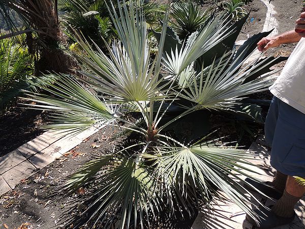 Brahea 'Super Silver' - Palms For California