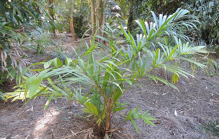 Bactris setosa - Palms For California