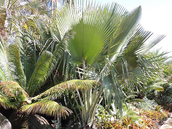 Copernicia fallaensis - Palms For California