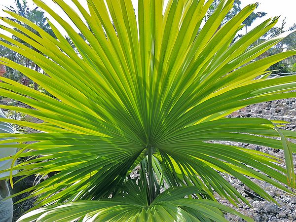 Tahina spectabilis - Palms For California