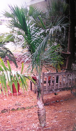 Gaussia maya - Palms For California