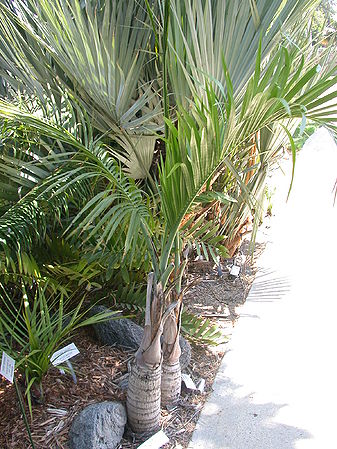 Gaussia attenuata - Palms For California