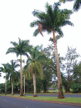 Roystonea oleracea - Palms For California