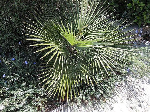 Brahea 'Super Silver' - Palms For California