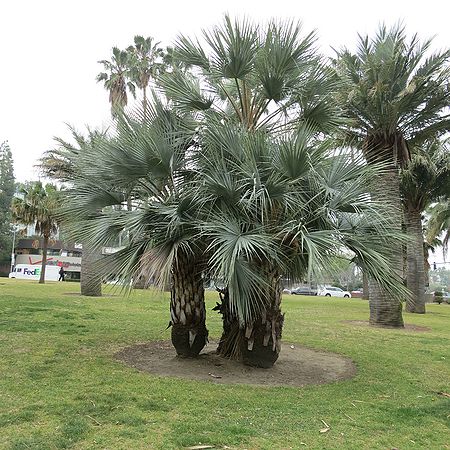 Brahea armata - Palms For California
